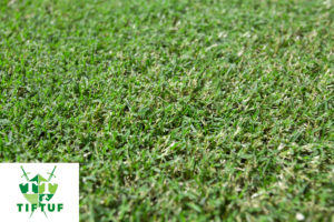 Tif Tuf Hybrid Bermuda Turf – Sapar Landscaping Supplies